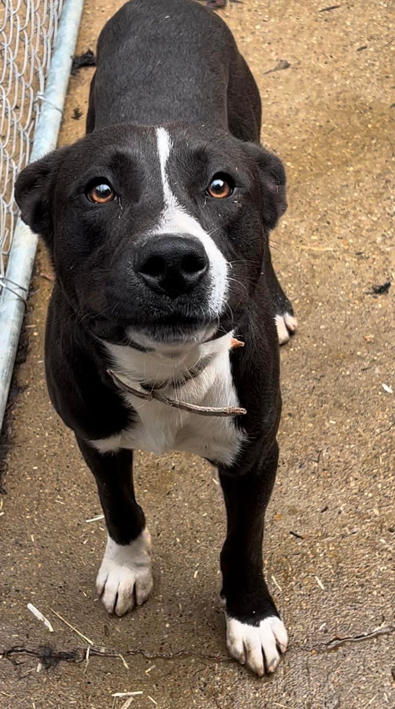 Nicholas' Pet Haven - Animal Shelter in Tyler, Texas