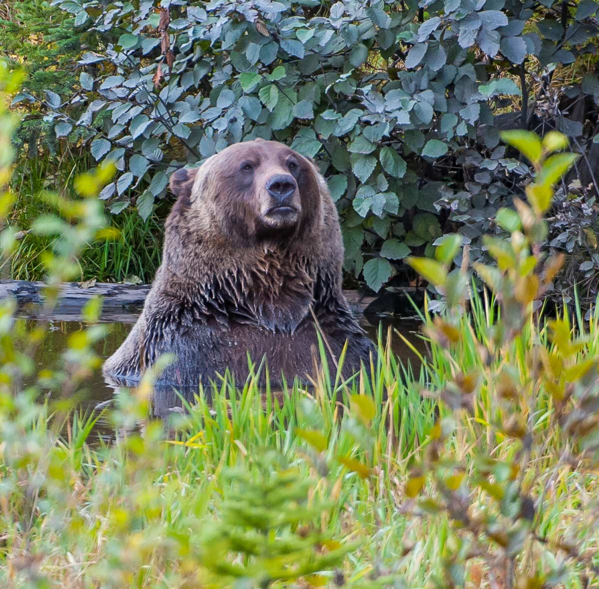 Our Projects | Carbon Alpha