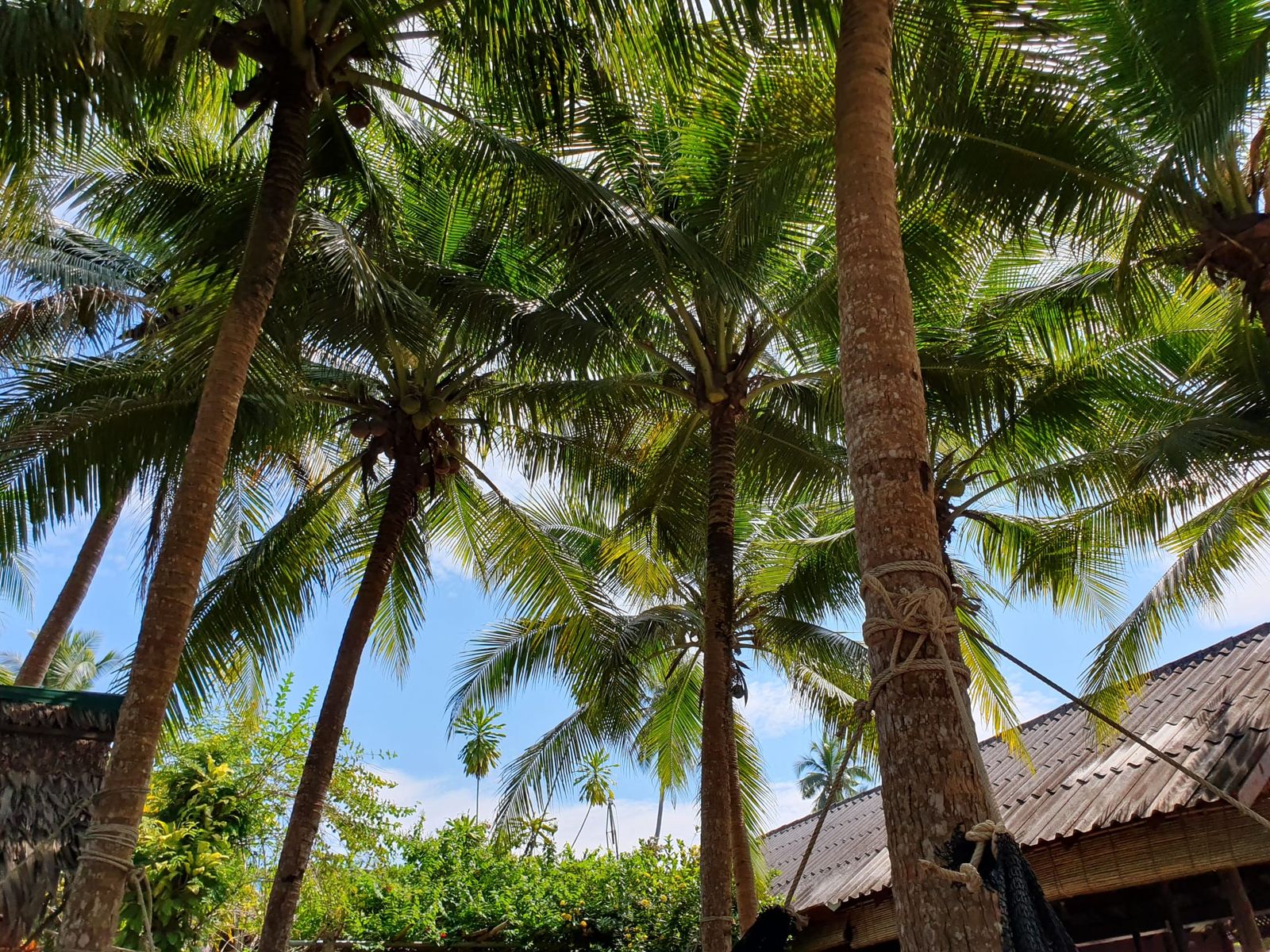 The Mellow Mango Resort