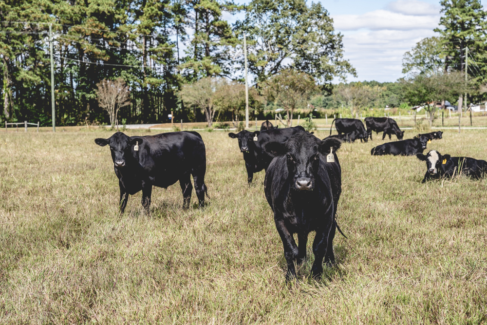 Grass-Fed Beef From Cattle Farms in NC | Oak Cattle Farms