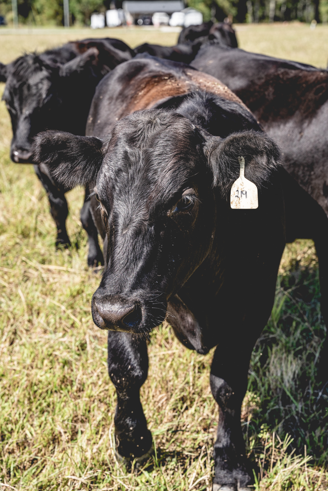 Grass-Fed Beef From Cattle Farms in NC | Oak Cattle Farms