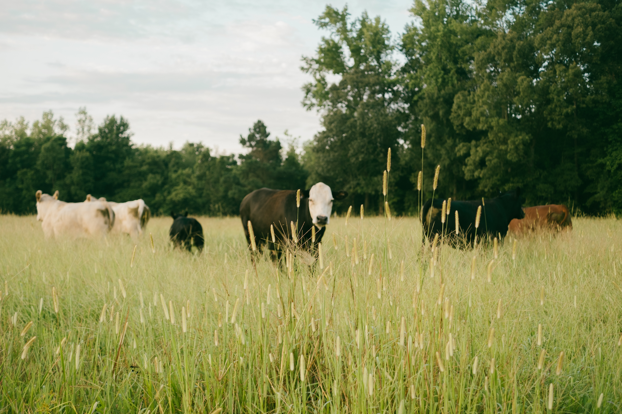 The Environmental Impact of Grass-Finished Cattle Farming | Oak Cattle ...
