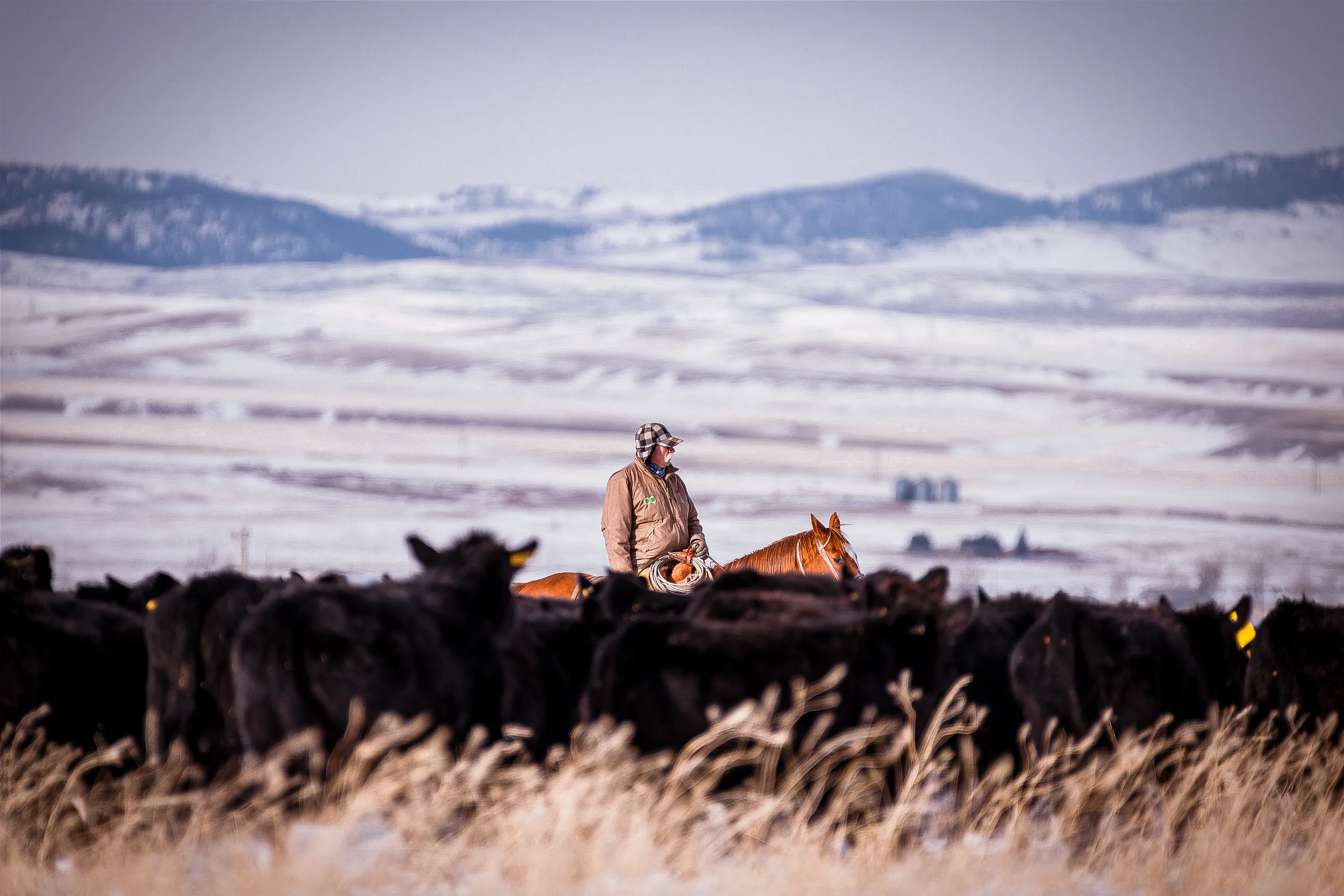 The Beaverhead and Selkirk - Matador Ranch and Cattle