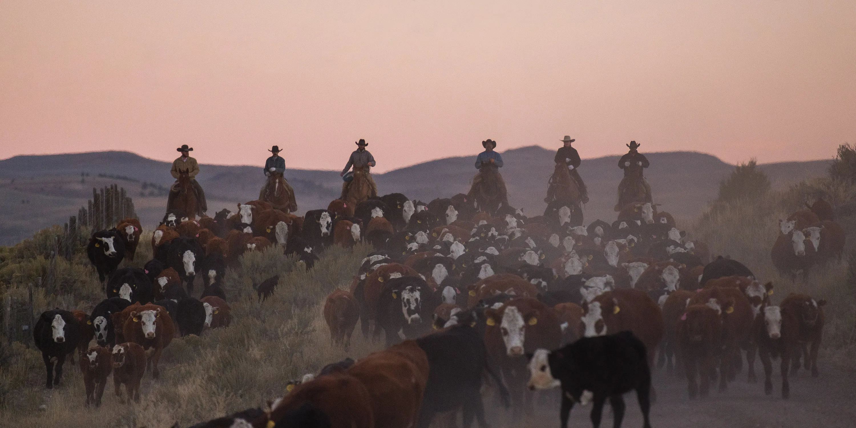 The Beaverhead and Selkirk - Matador Ranch and Cattle