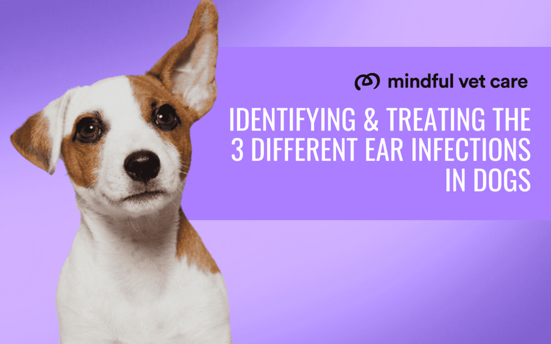 Identifying & Treating the 3 Different Ear Infections in Dogs