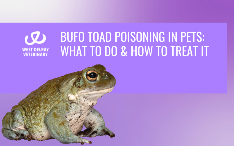 Bufo Toad Poisoning in Pets: Essential Steps for Treatment and Care ...