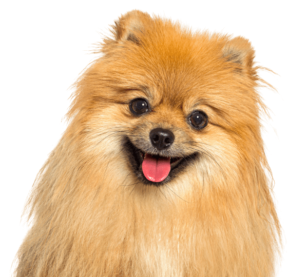 Case Petlove | Vindi