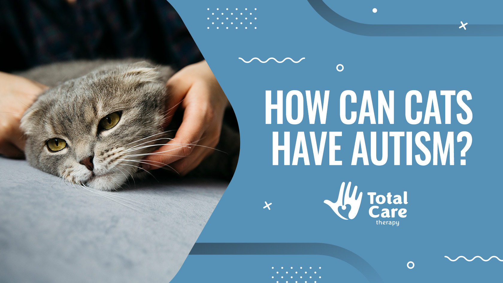 Can Cats Have Autism? Signs & Symptoms In Cats