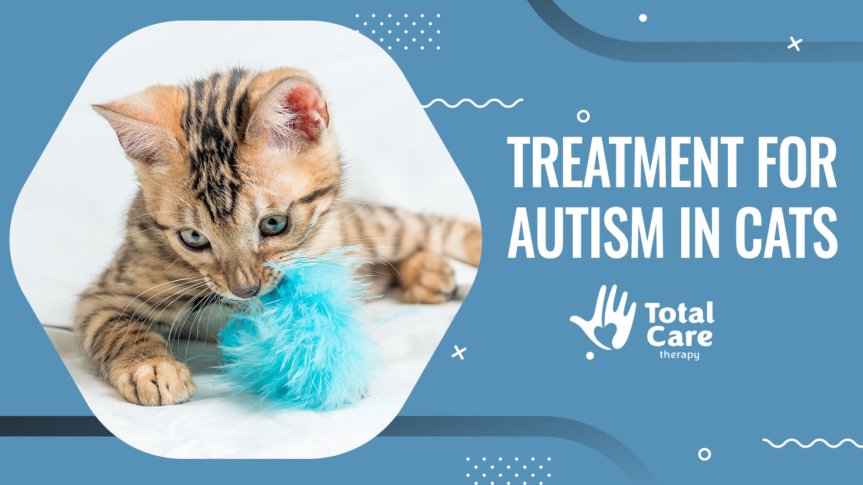 Can Cats Have Autism? Signs & Symptoms In Cats