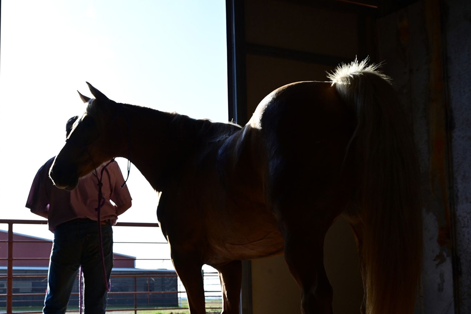 4P's Ranch | Wichita Falls, Texas