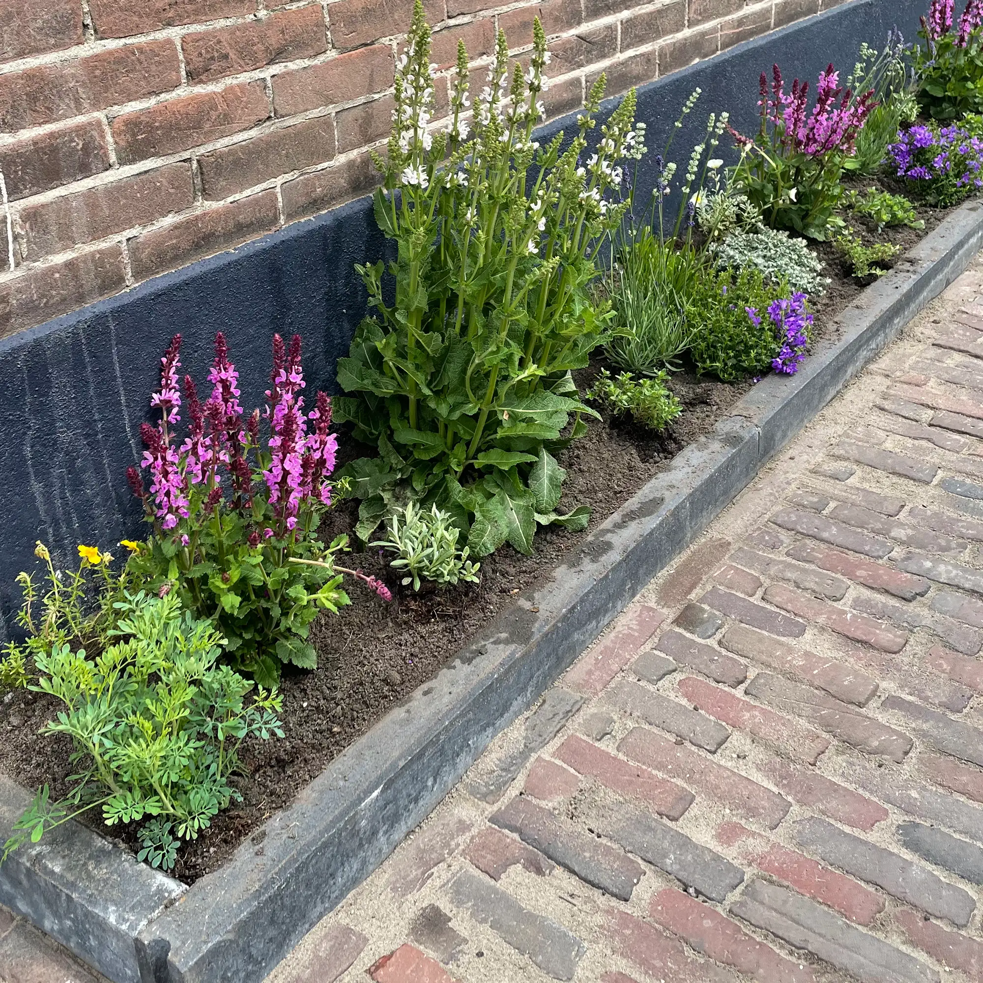 Rainup - Rainup groene geveltuinen