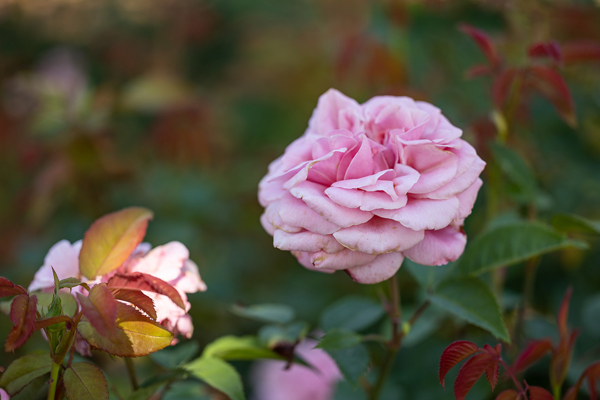 Garden Areas | Moore Farms Botanical Garden