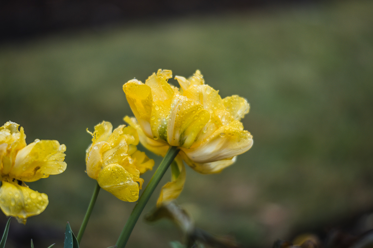 Garden Areas | Moore Farms Botanical Garden