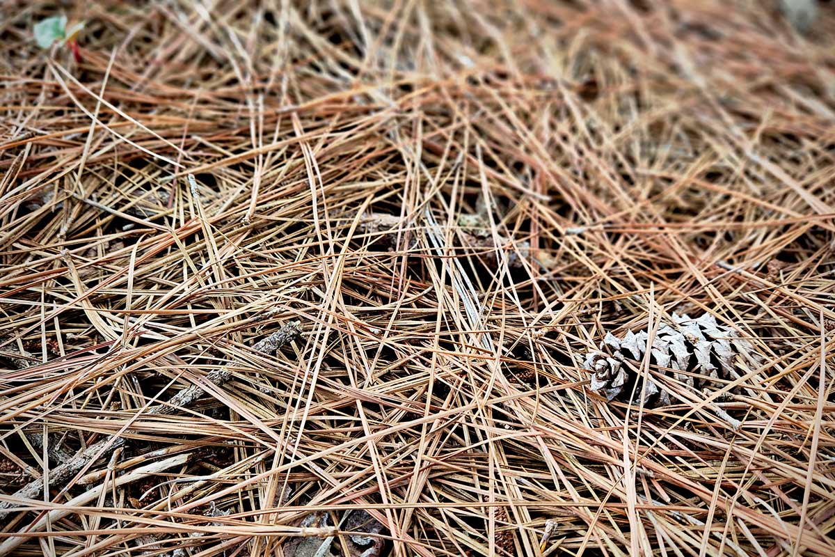 Green Practices | Moore Farms Botanical Garden