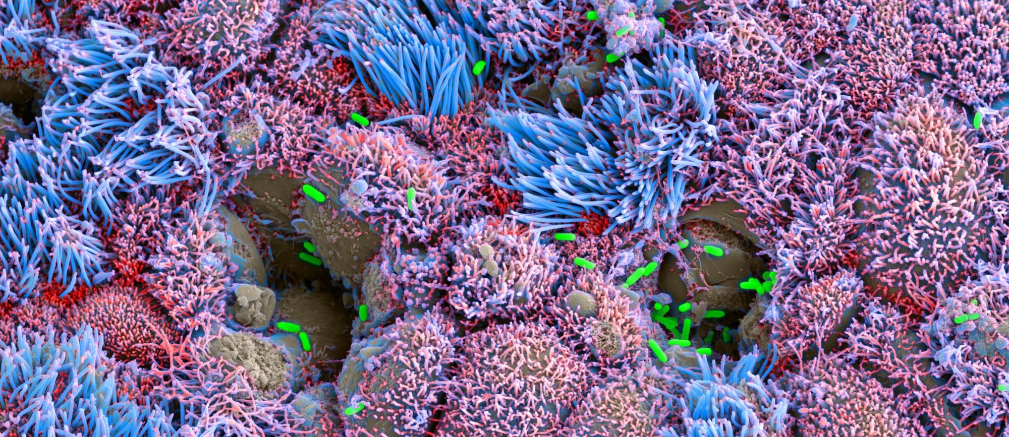 Vivodyne - Human Organ Models