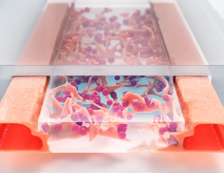 Vivodyne - Human Organ Models