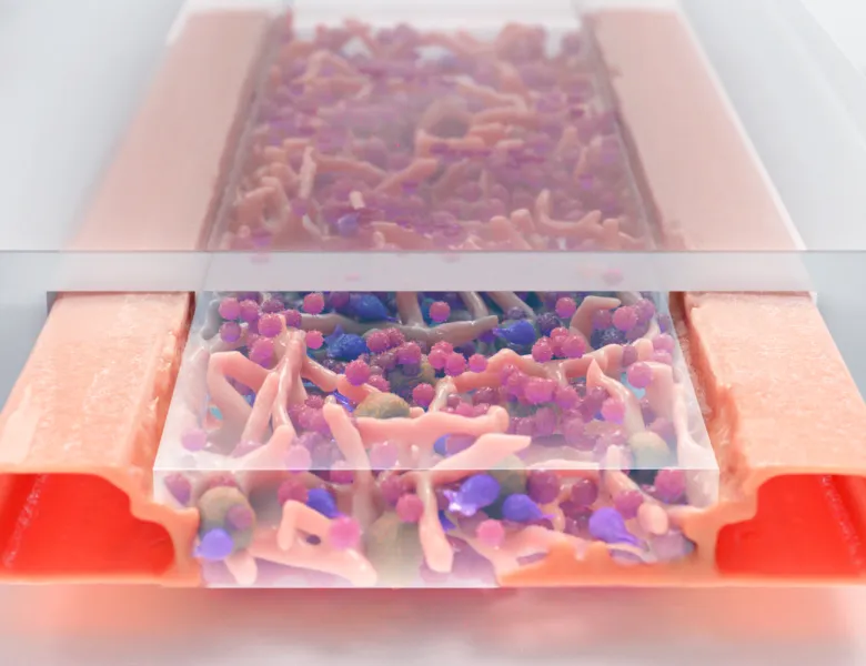 Vivodyne - Human Organ Models