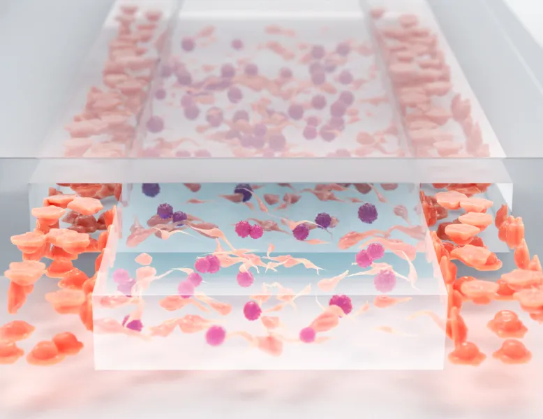 Vivodyne - Human Organ Models