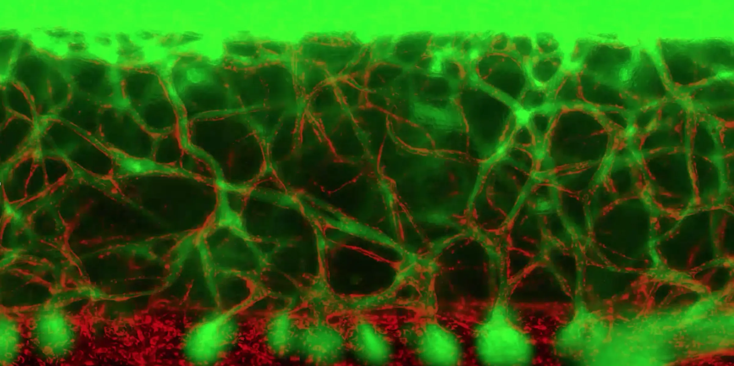 Vivodyne - Human Organ Models