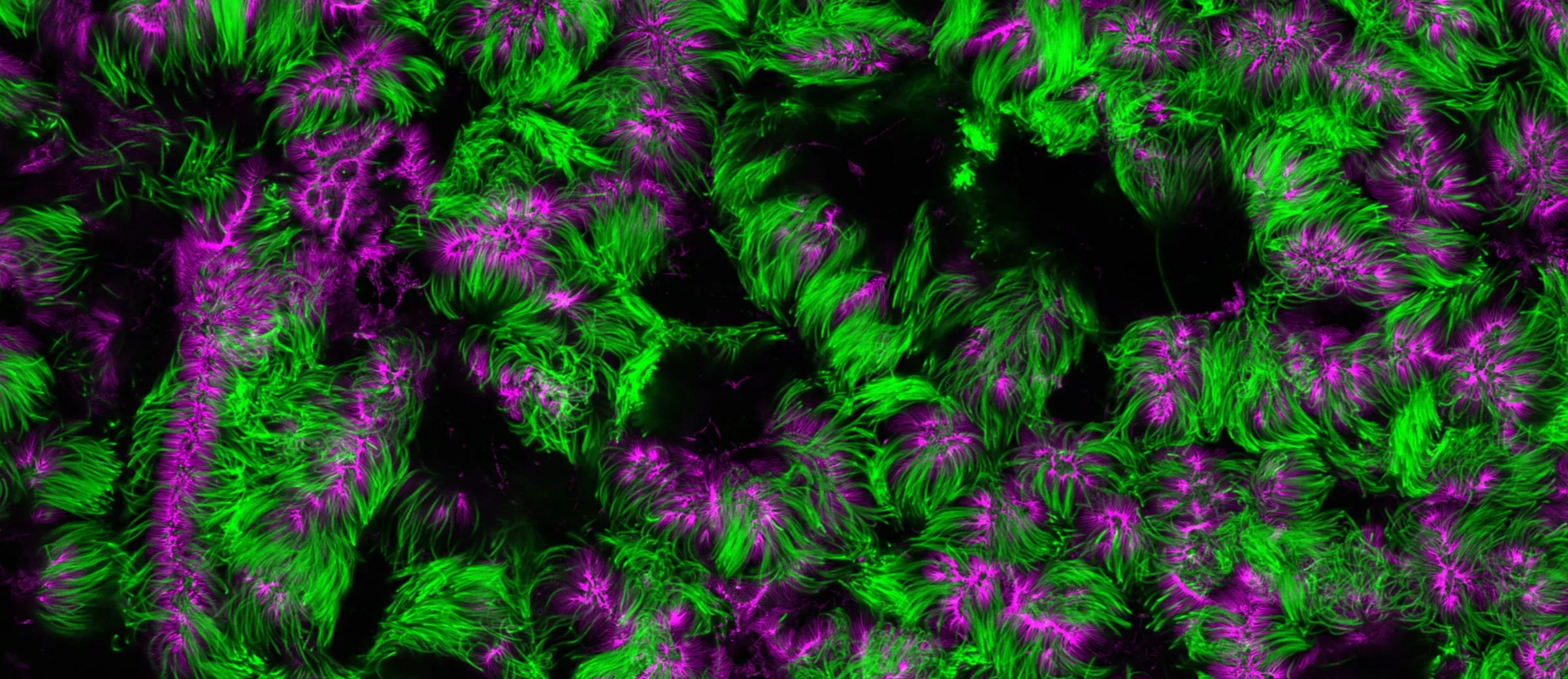 Vivodyne - Human Organ Models
