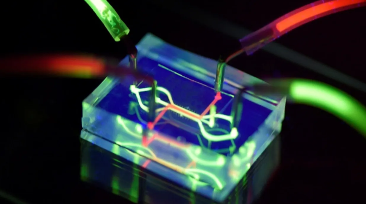 Vivodyne - Our Platform