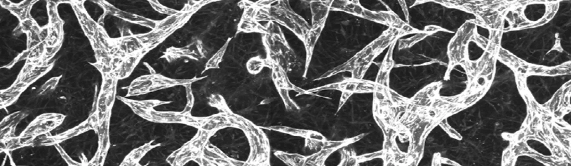 Vivodyne - Predictive AI