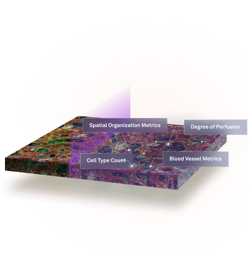 Vivodyne - Predictive AI