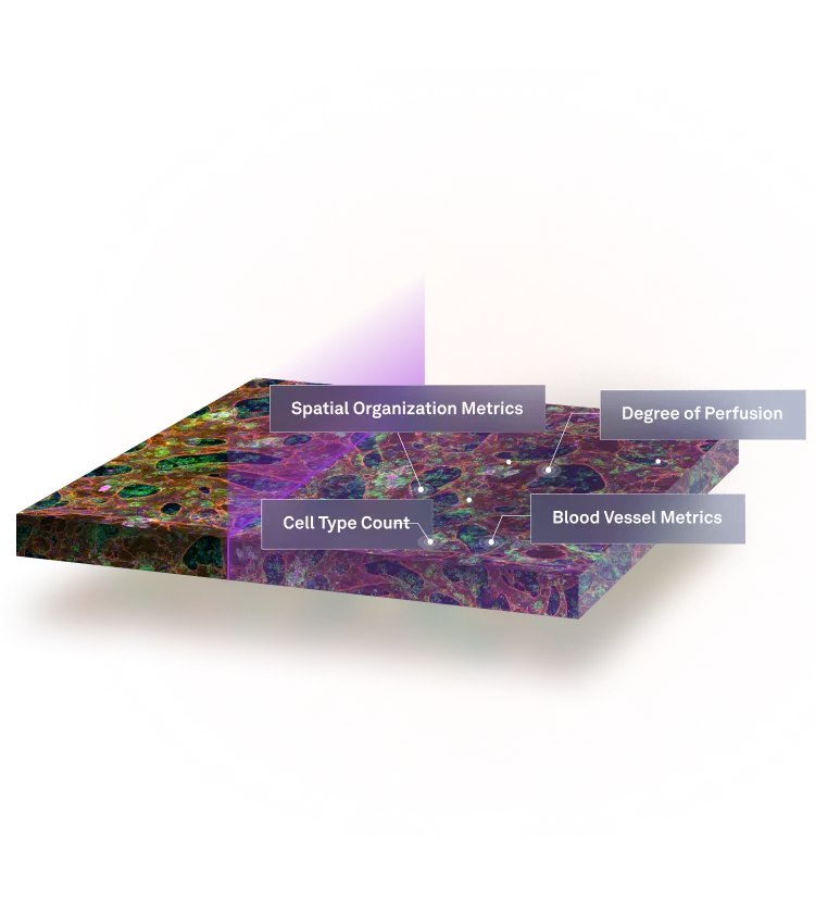 Vivodyne - Predictive AI