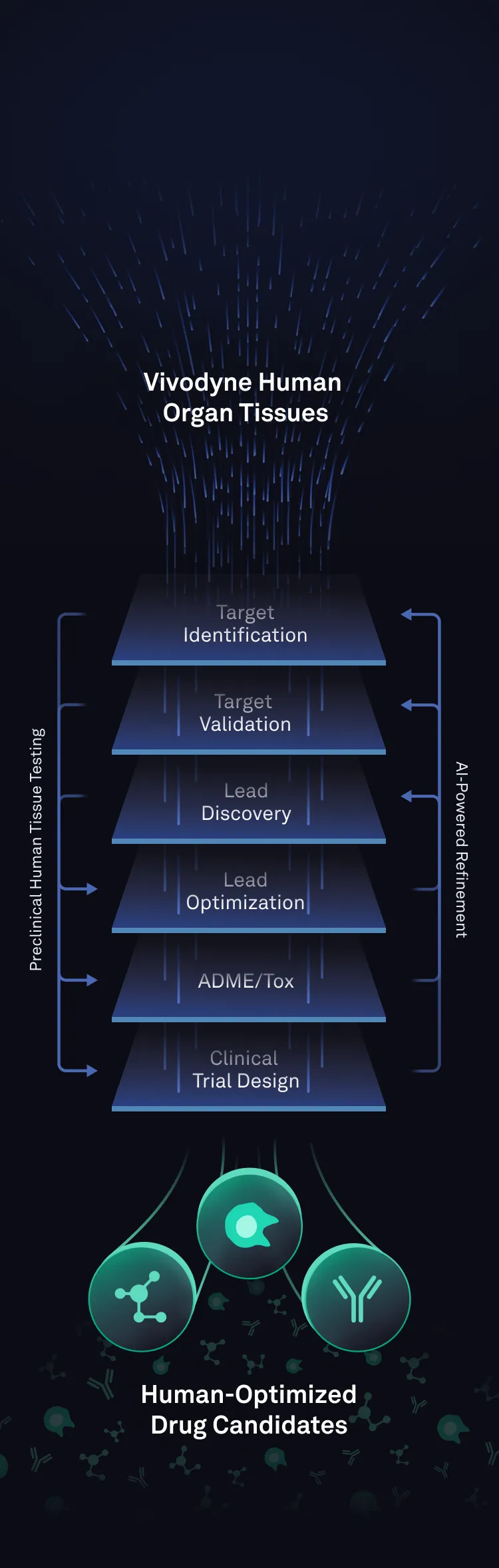 Vivodyne - Human Data Before The Clinic