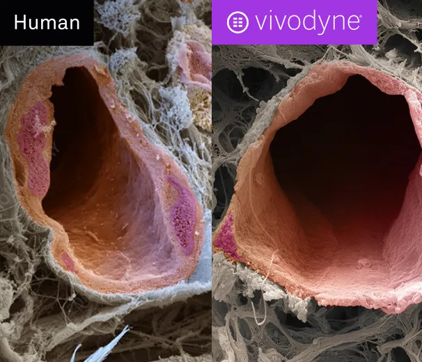 Vivodyne - Human Organ Models