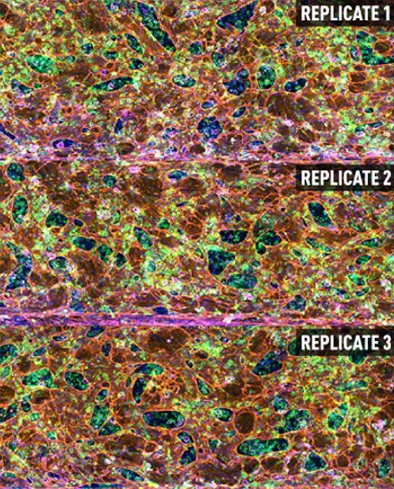 Vivodyne - Human Organ Models