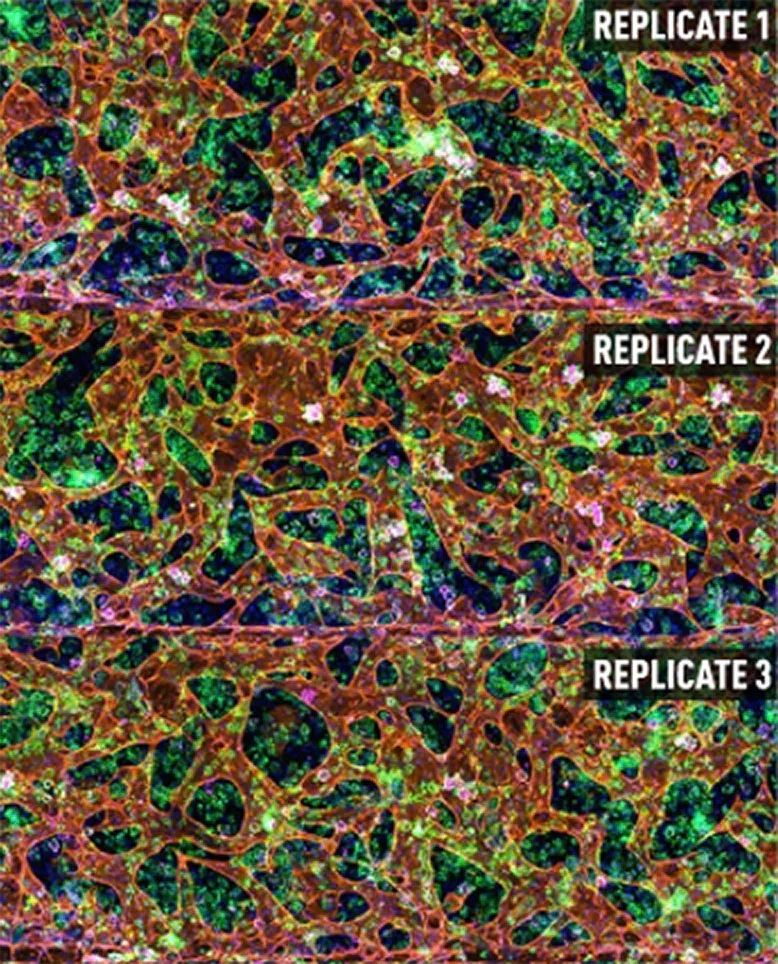 Vivodyne - Human Organ Models