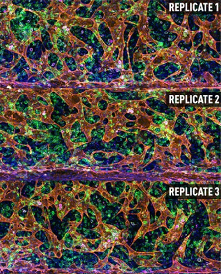 Vivodyne - Human Organ Models
