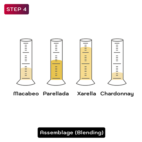 Wine Types | Cava: The In-depth GuidebyMassimo Vignaiolo