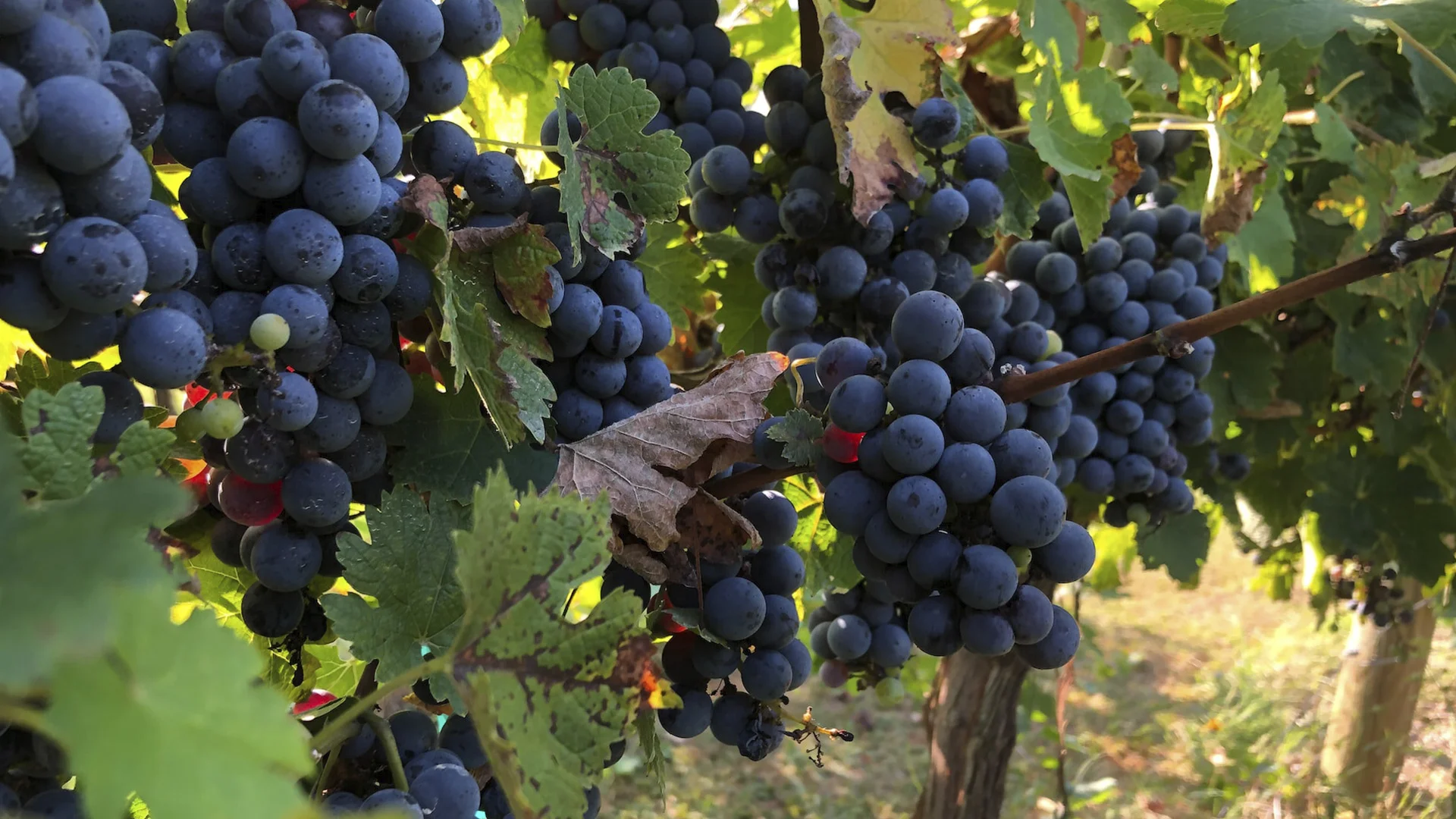 Cabernet Sauvignon: In-Depth Grape Varietal Profile