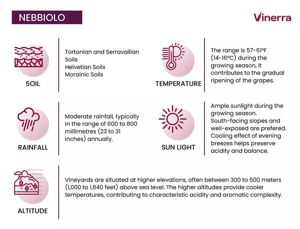 Nebbiolo: In-Depth Grape Varietal Profile