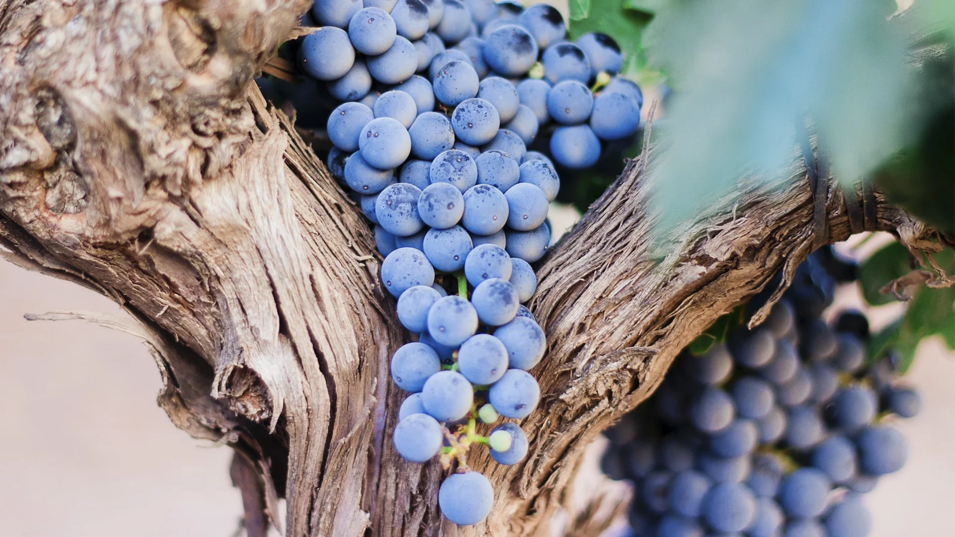 Nebbiolo: In-Depth Grape Varietal Profile