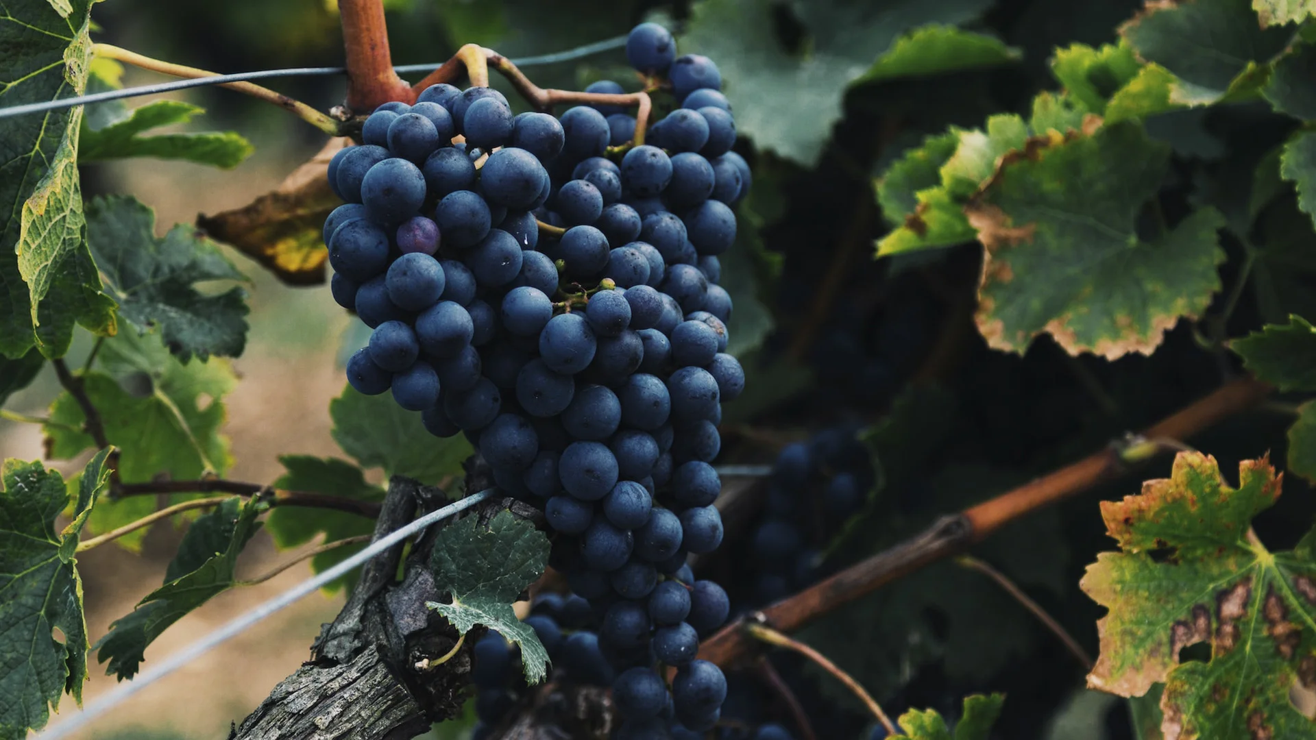 Merlot: In-Depth Grape Varietal Profile