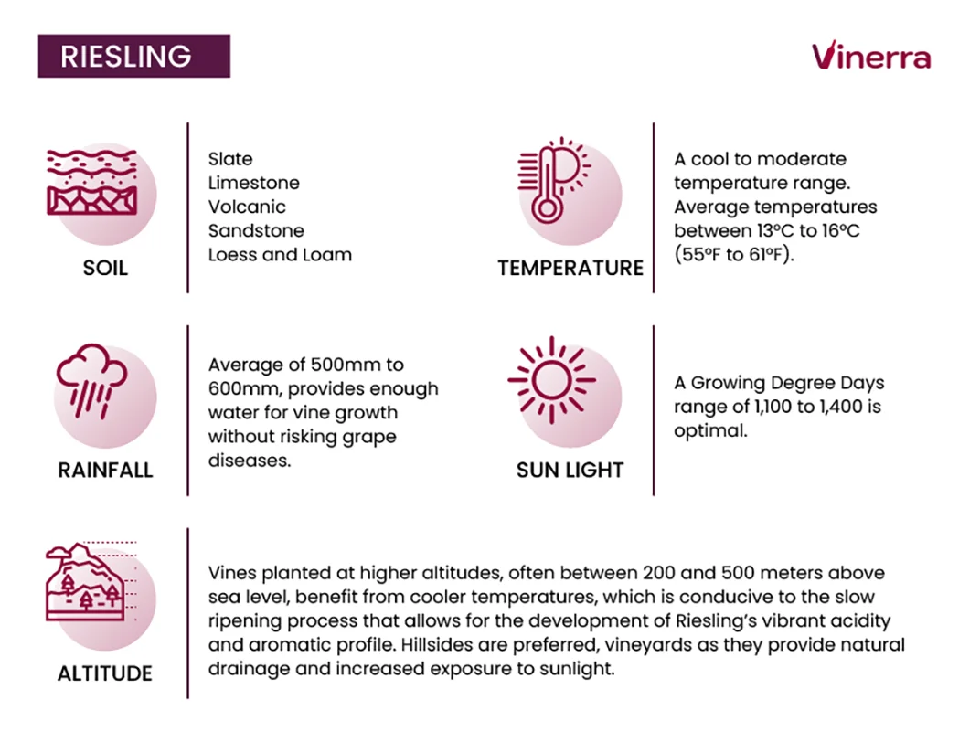 Riesling: In-Depth Grape Varietal Profile