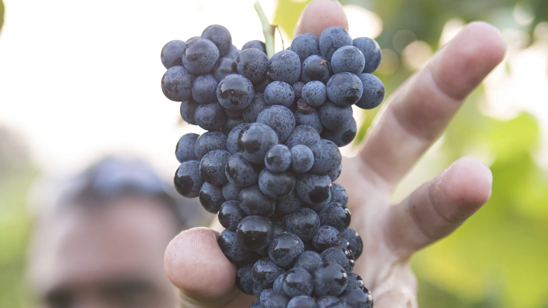 Tempranillo: In-Depth Grape Varietal Profile