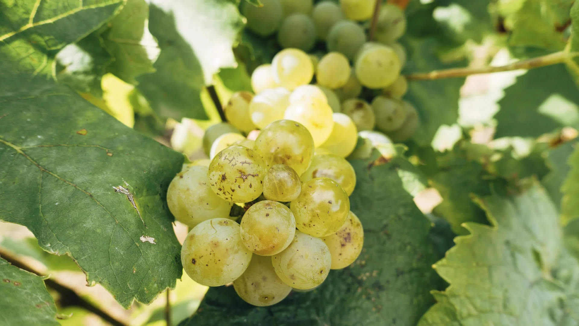 Muscat: In-depth Grape Varietal Profile