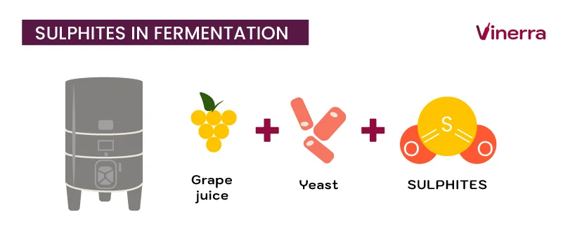 Sulphites in Wine: The In-Depth Guide by