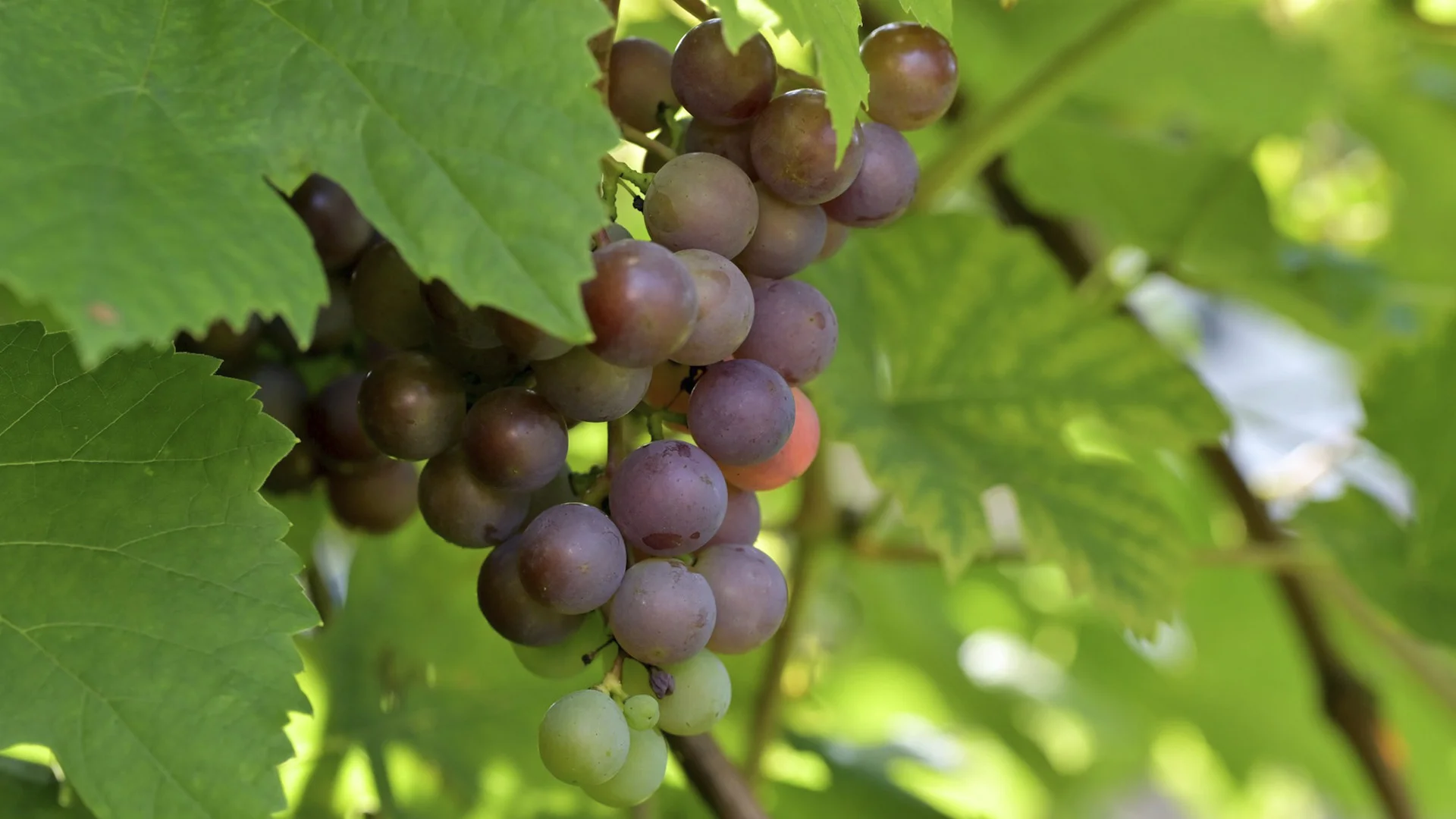 Pinot Noir: In-Depth Grape Varietal Profile