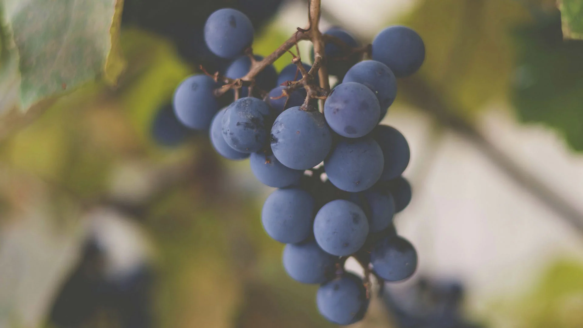 Tempranillo: In-Depth Grape Varietal Profile