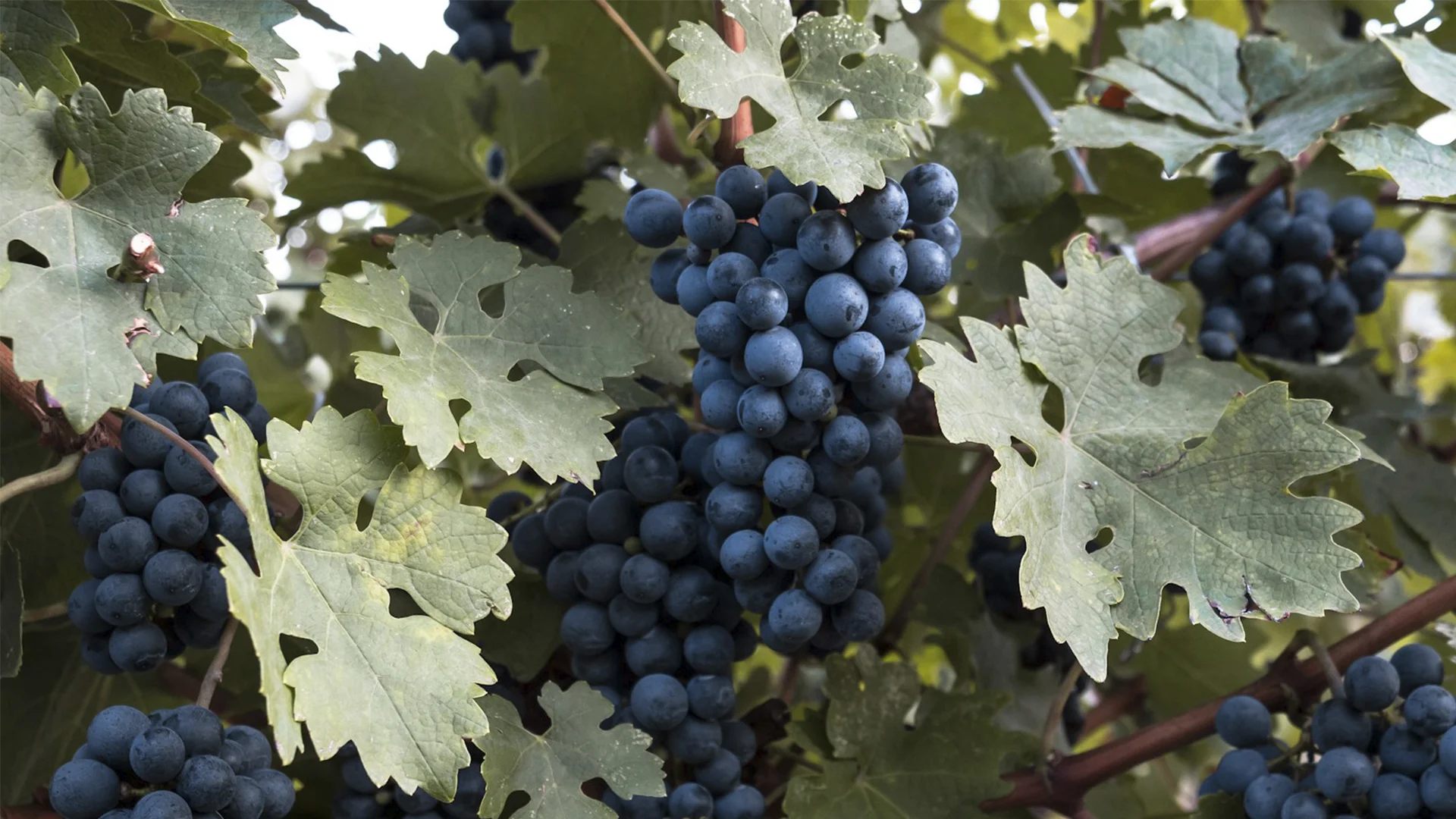 In-depth Grape Profiles