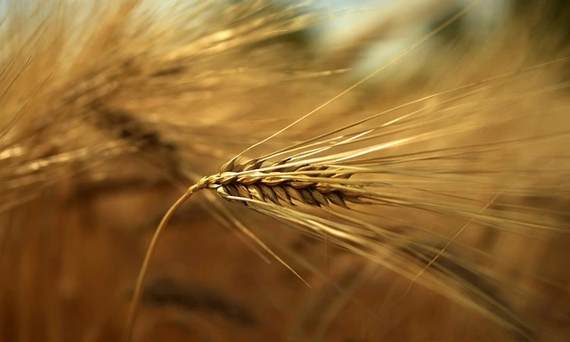 Barley Glycemic Index: Nutrition Facts, Weight Loss, Health Benefits ...
