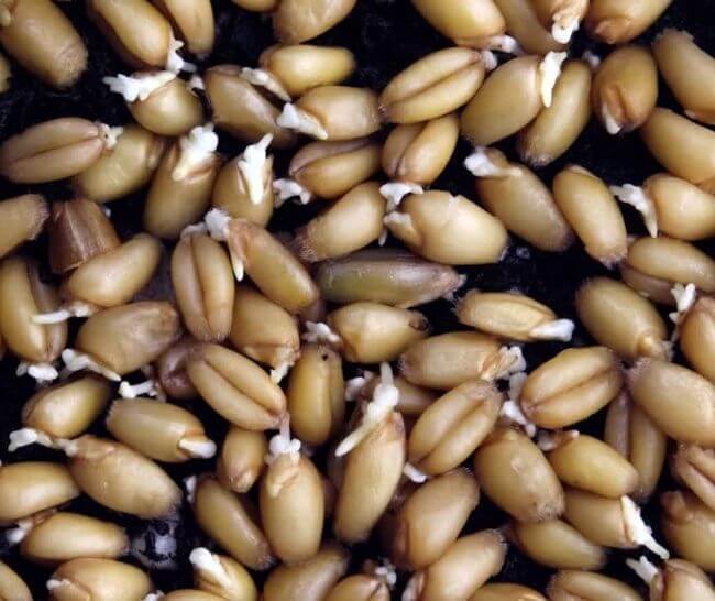 High-Fiber, Low-Glycemic Bread Recipes | Signos