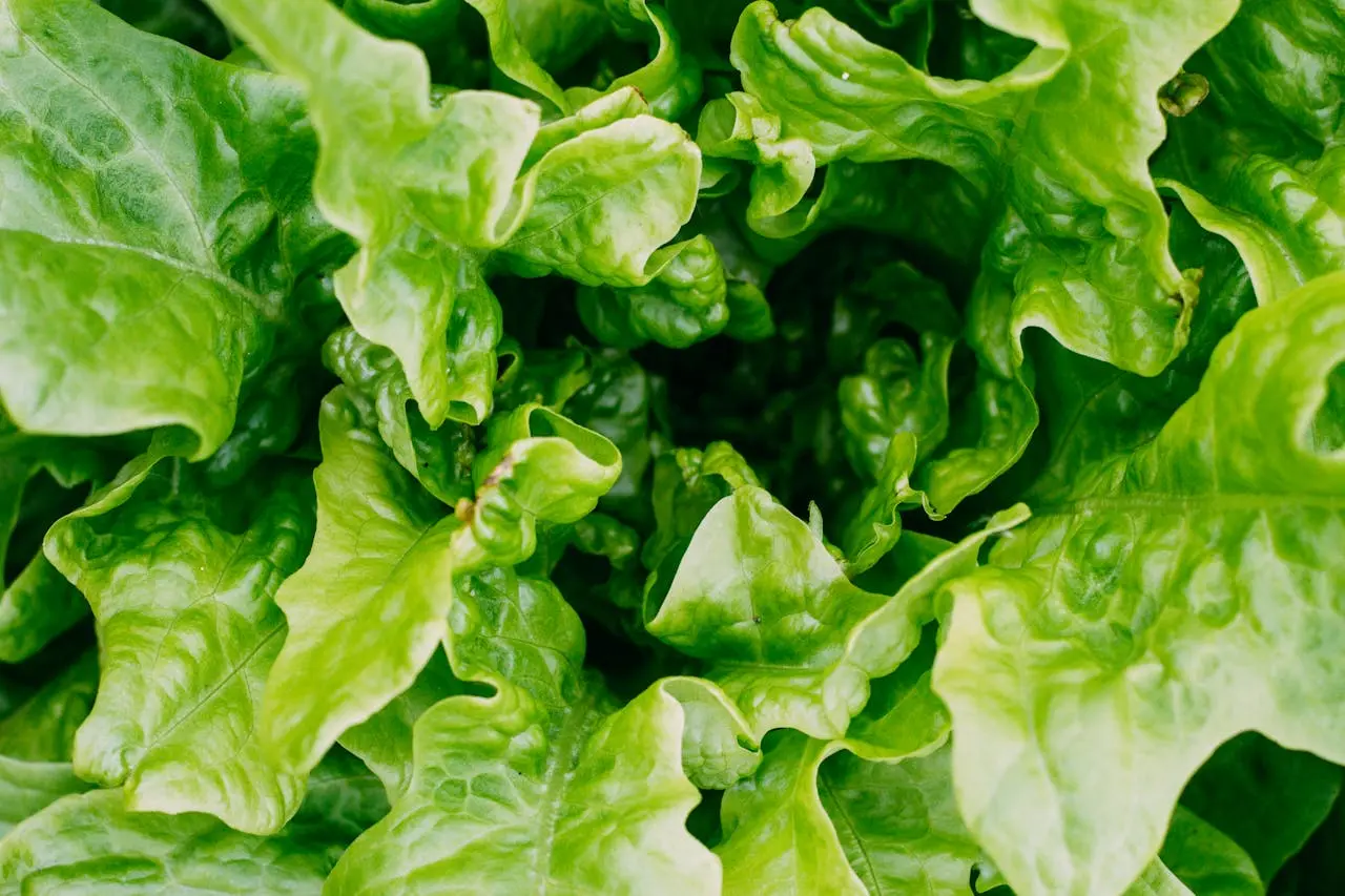 Cabbage vs. Lettuce: Key Differences and Health Benefits - Signos