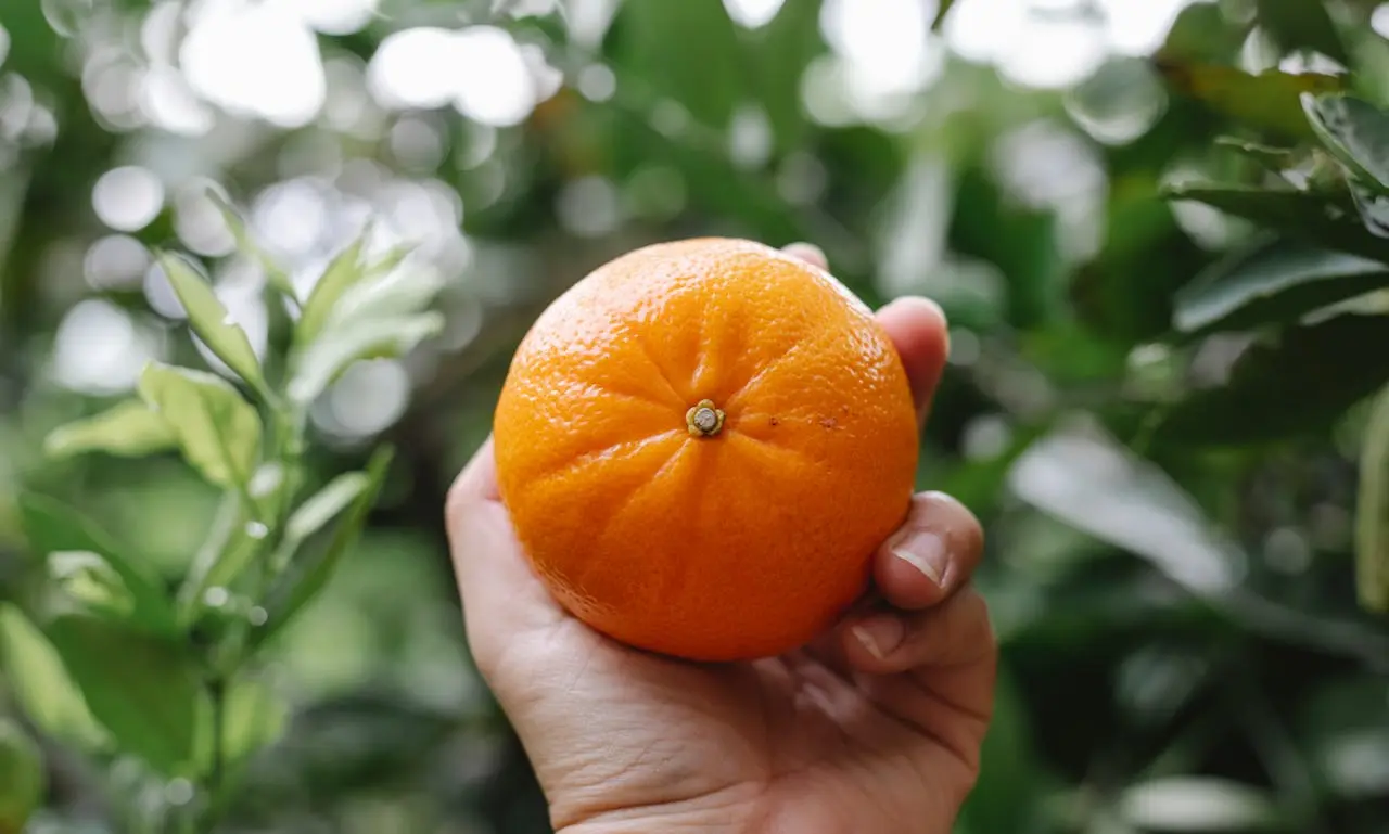 Mandarin vs. Clementine: Health Benefits and Nutrition - Signos