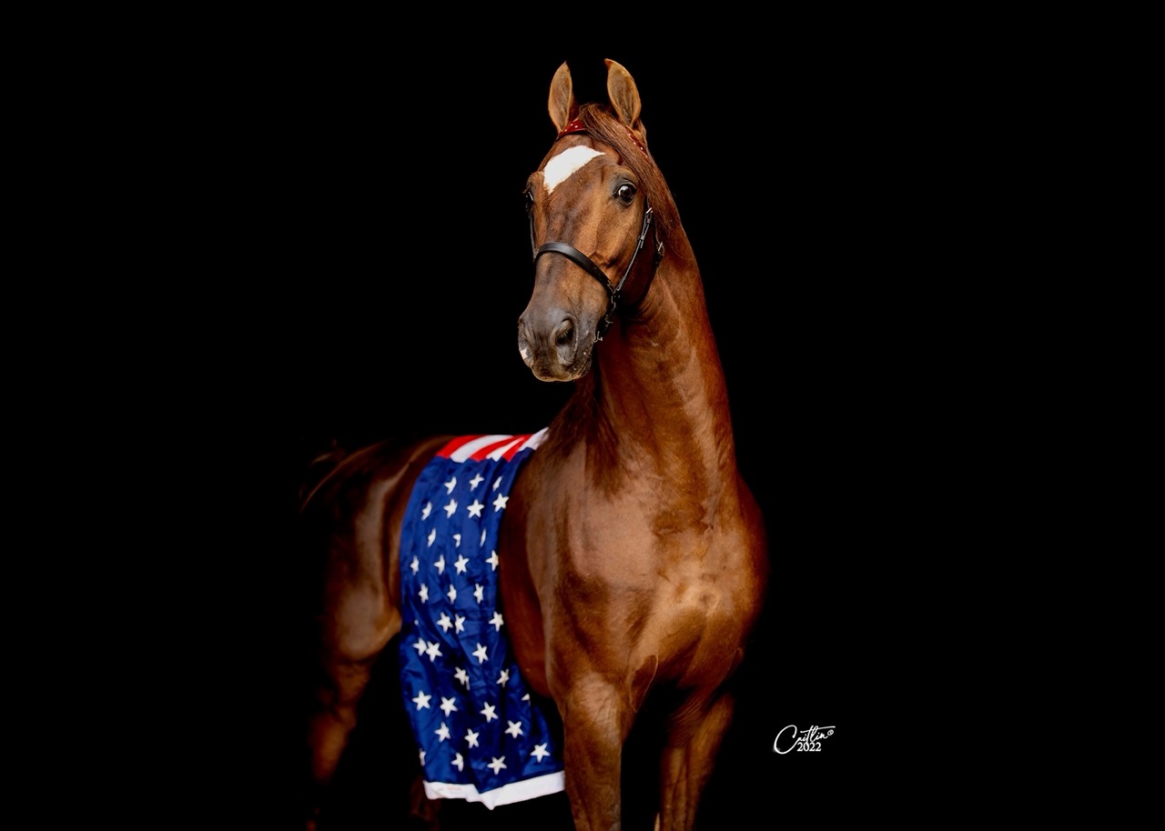 Horse Profiles